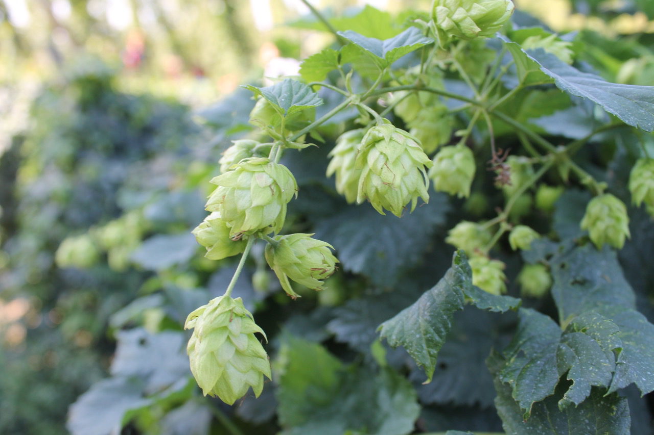 Hopscheuten: delicatesse uit de Groene Gordel - june. a travel magazine